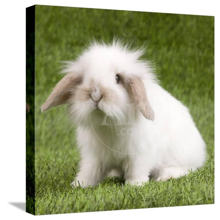 Dwarf Lop Rabbit