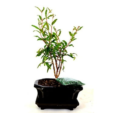 Pink Mountain Serissa Tree - 2.5" Pot - House Plant, Fairy Garden Plant ...