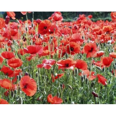 Seedville USA Shirley Poppy Mix, 2000 Seeds, Mixed Colors, Papaver ...