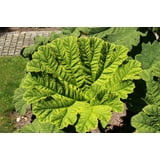 Seedville USA Giant Rhubarb Dinosaur Plant Seeds, Gunnera Manicata, 6 ...
