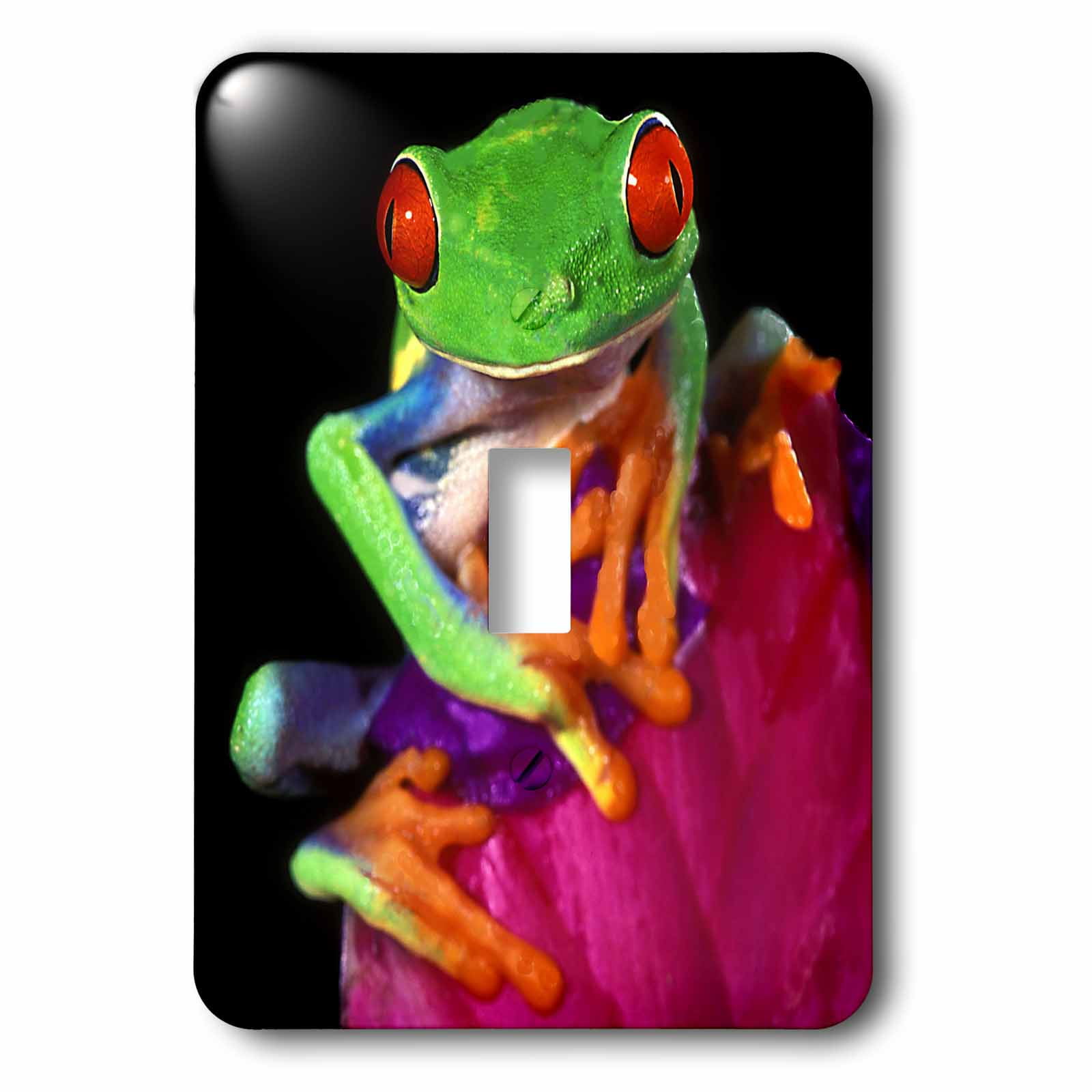 Red-eyed tree frog on bromeliad flower - NA02 BJA0015 - Jaynes Gallery ...