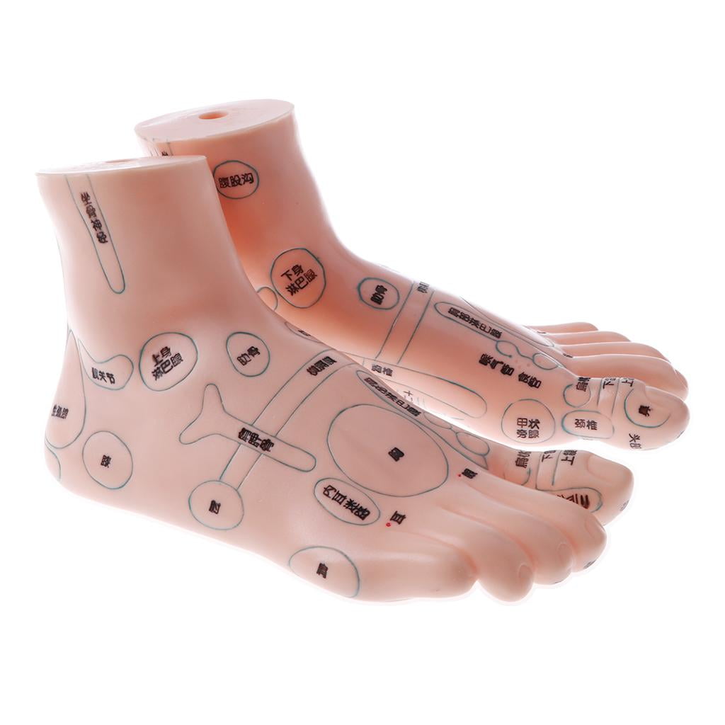 Lab/ Study , 1 Pair Human Massage Feet Model Acupoint Model , Teaching ...
