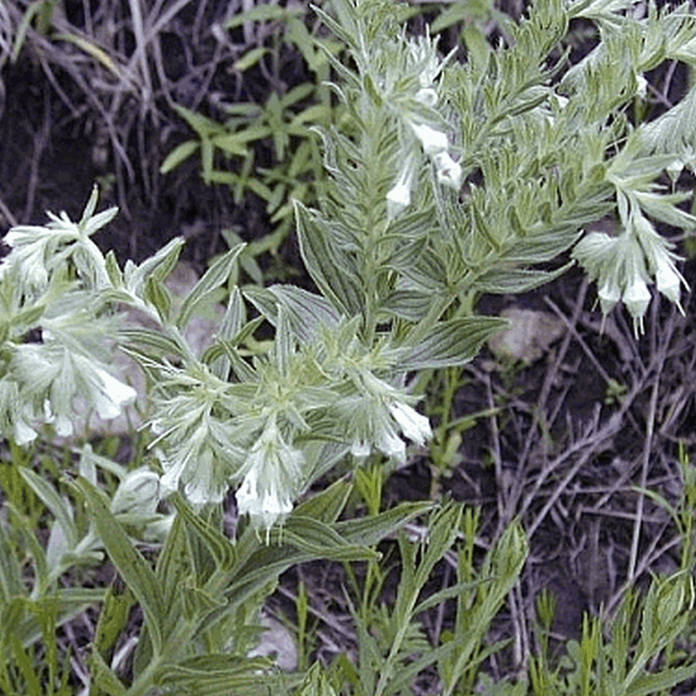 Everwilde Farms - 1 Lb Marbleseed Native Wildflower Seeds - Gold Vault ...