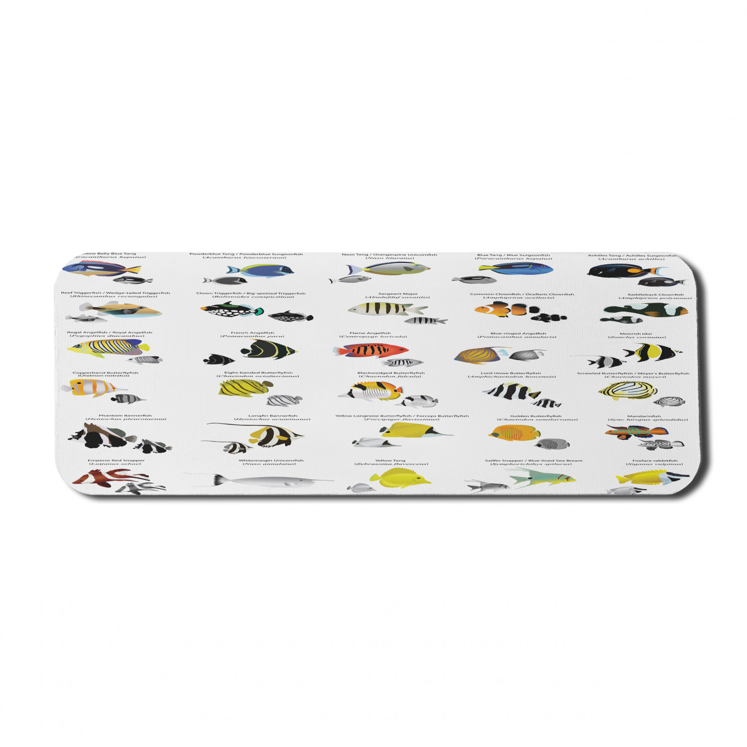 Ocean Computer Mouse Pad, Illustration of Different Fish Species ...