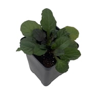 Spring Carpet Mount Atlas Daisy - Anacyclus depressus - 4" Pot ...