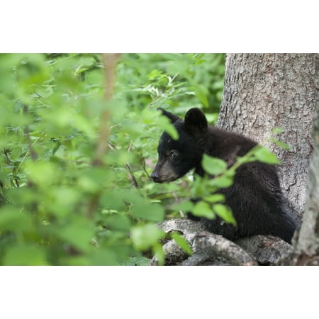 Black Bear (Ursus Americanus) Cub Looking Out Through The Lush Foliage ...