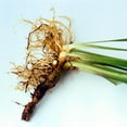 Resilient Hostas Bulbs- Perennial Variety for Yard & Hanging Planters ...