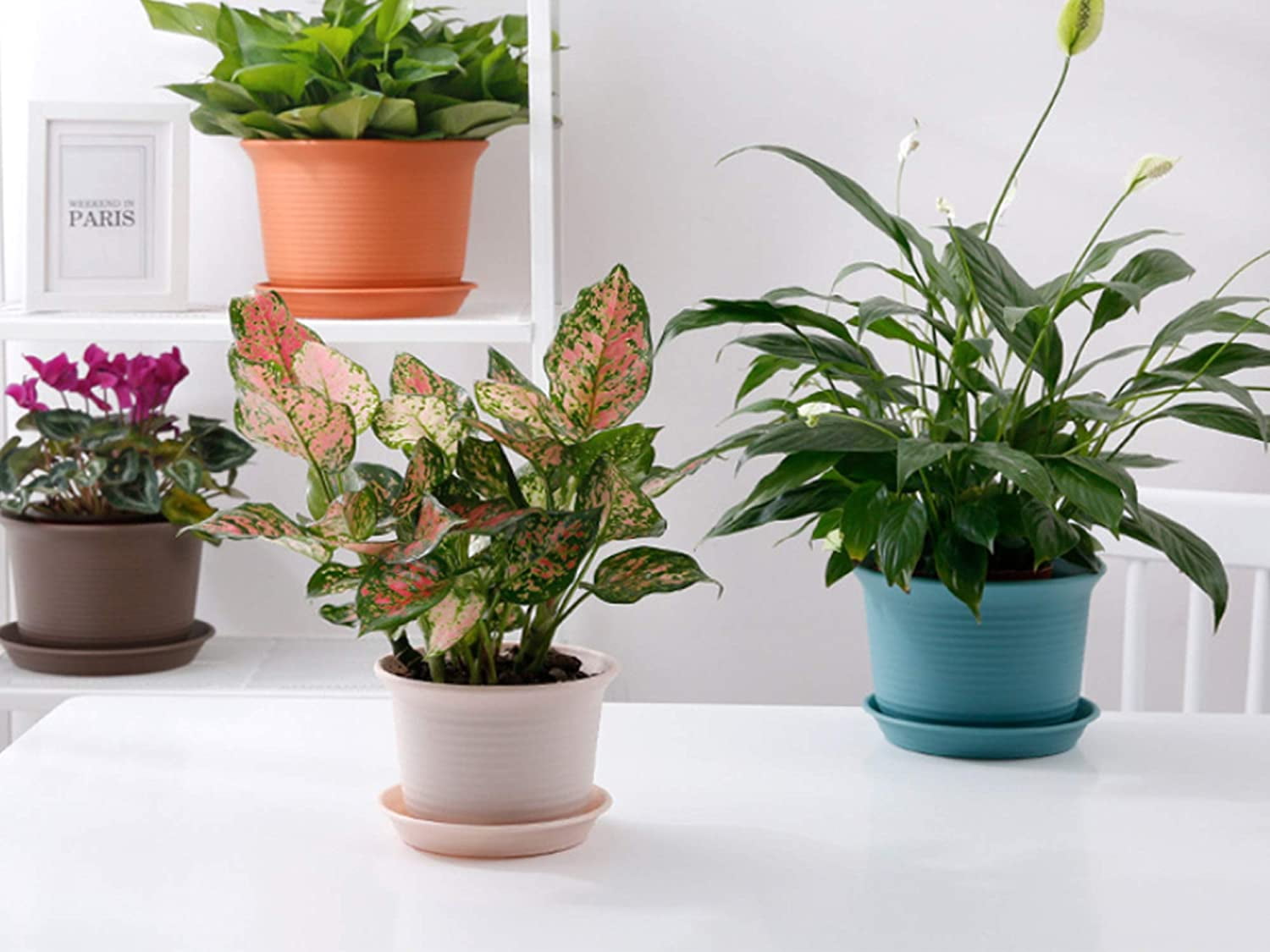 Dream Lifestyle Plastic Planters, Small Indoor Flower Plant Pots ...