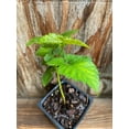 5 Triple Crown Thornless Blackberry Plants-Produce Sweet Berries-Zones ...