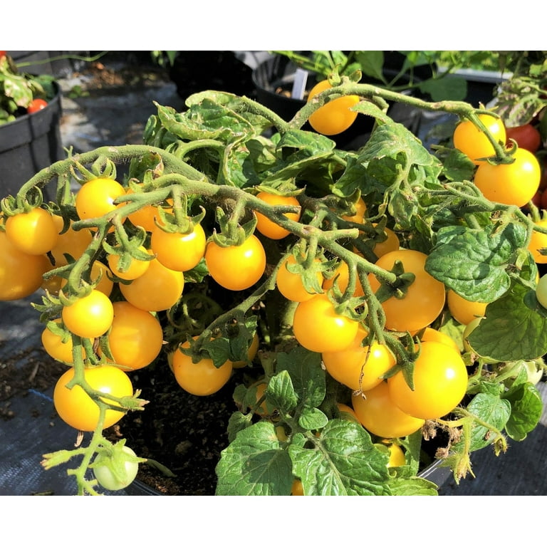 Sungold Tomato Container