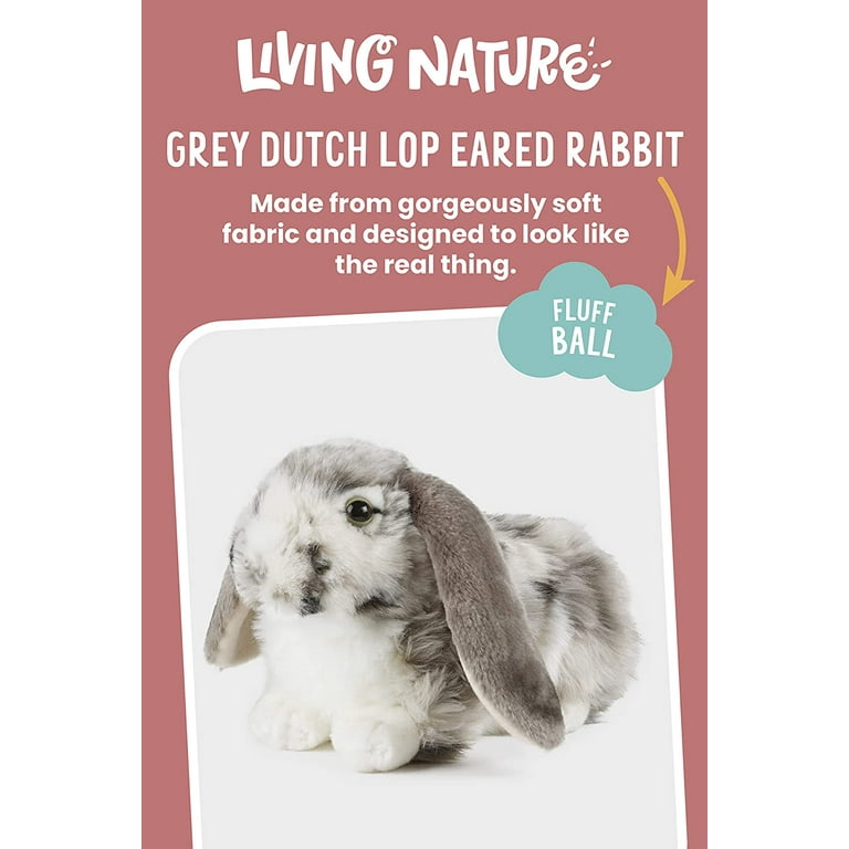 Grey Mini Lop