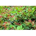 50 WHITEBARK Black RASPBERRY Western Blackcap Raspberry Rubus ...