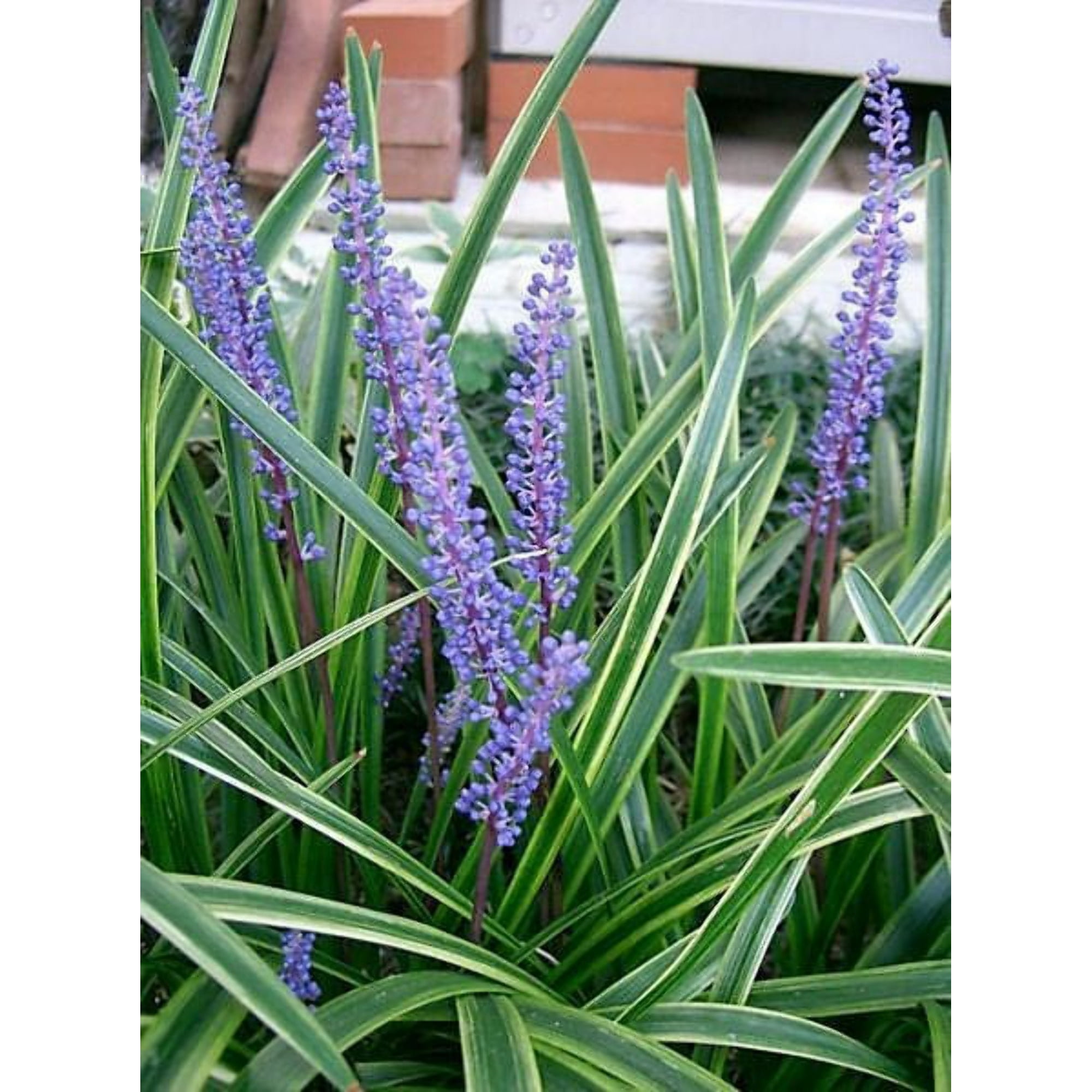 LILYTURF Liriope Muscari Aka Big Blue Lily Turf Monkey