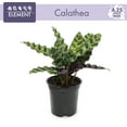 ELEMENT BY ALTMAN PLANTS 4.25" Calathea Plant Live Prayer Plant Live ...