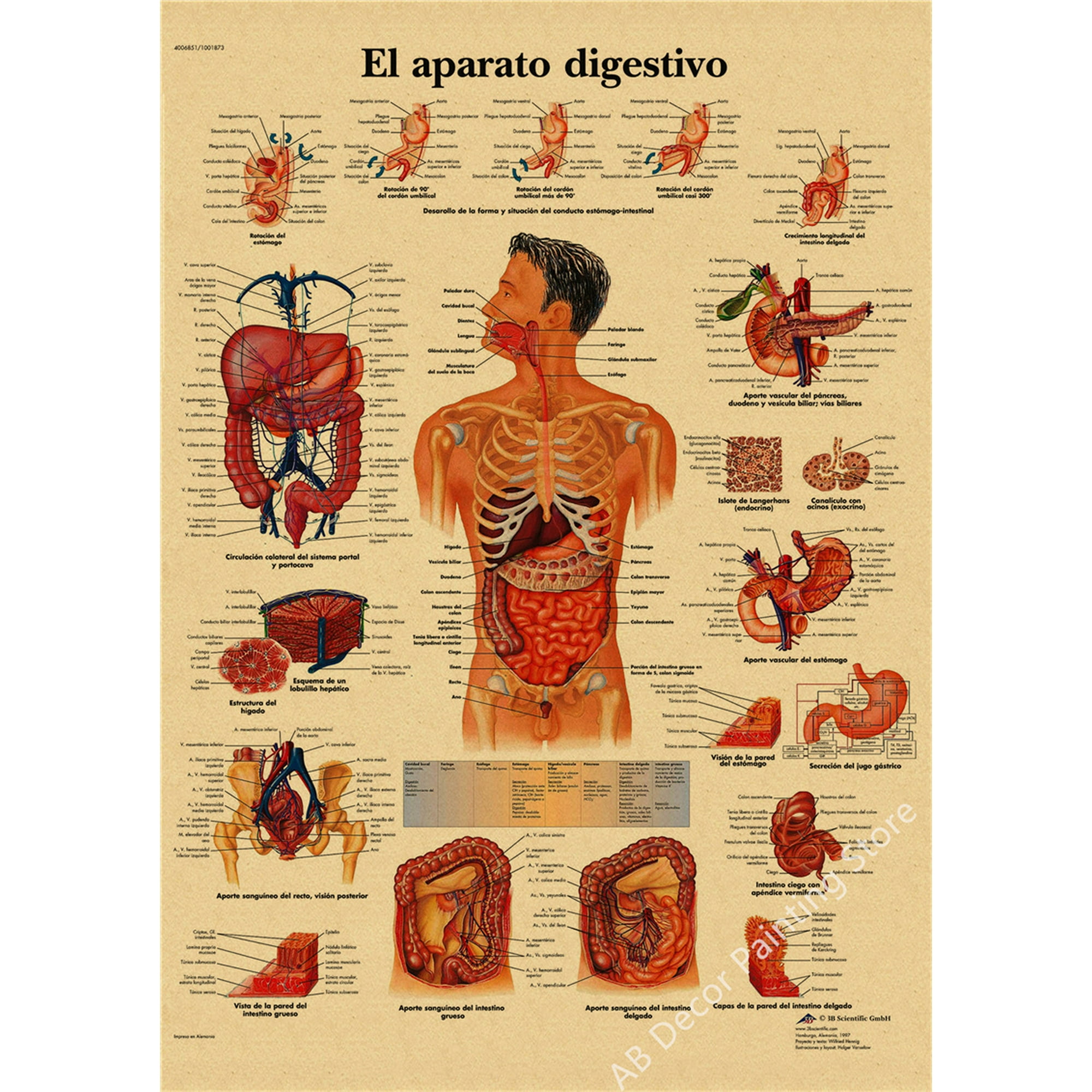 Click here for Nobrand Retro Organ Systems In The Human Body Post... prices