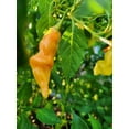 25 Seeds AJI SUGAR RUSH PEACH PEPPER Hot Sweet Fruity Capsicum Baccatum ...