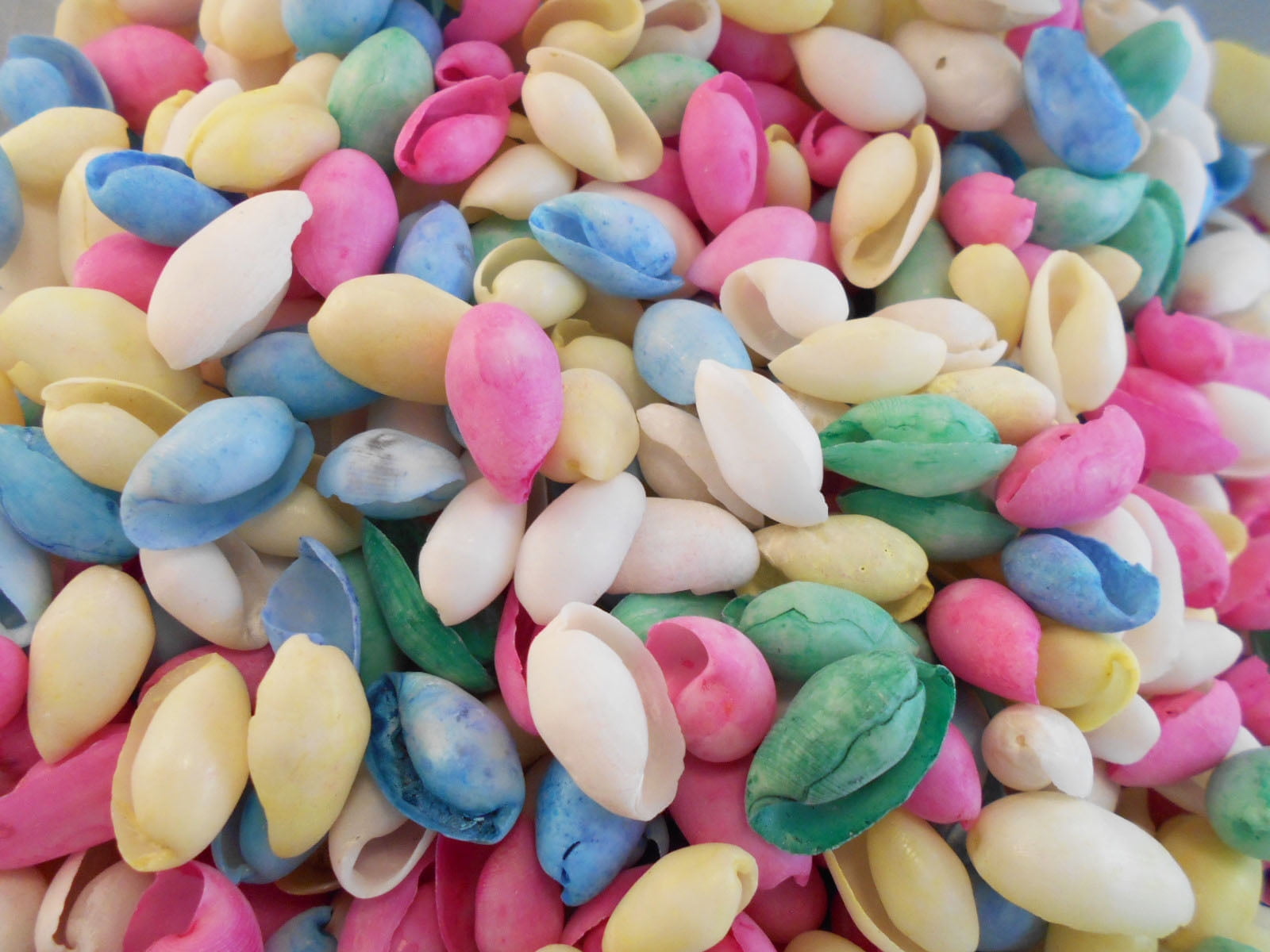 Set of 50 Small Bubble Shells Multi-Colored Dyed Seashells 3/4 - 1" (19 ...
