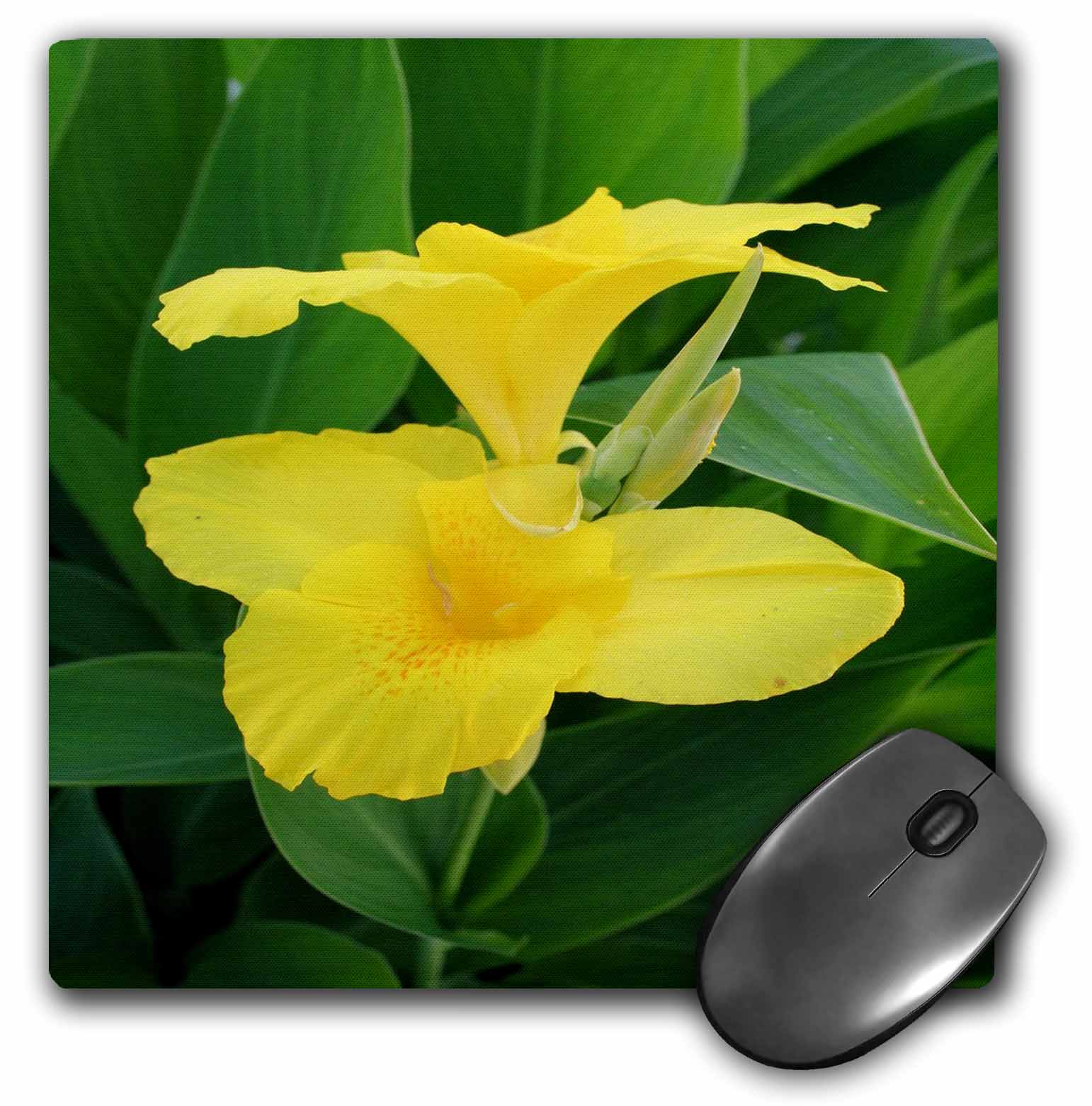 3dRose Closeup Tropical Yellow Canna Lily-Large-flowered and bright ...