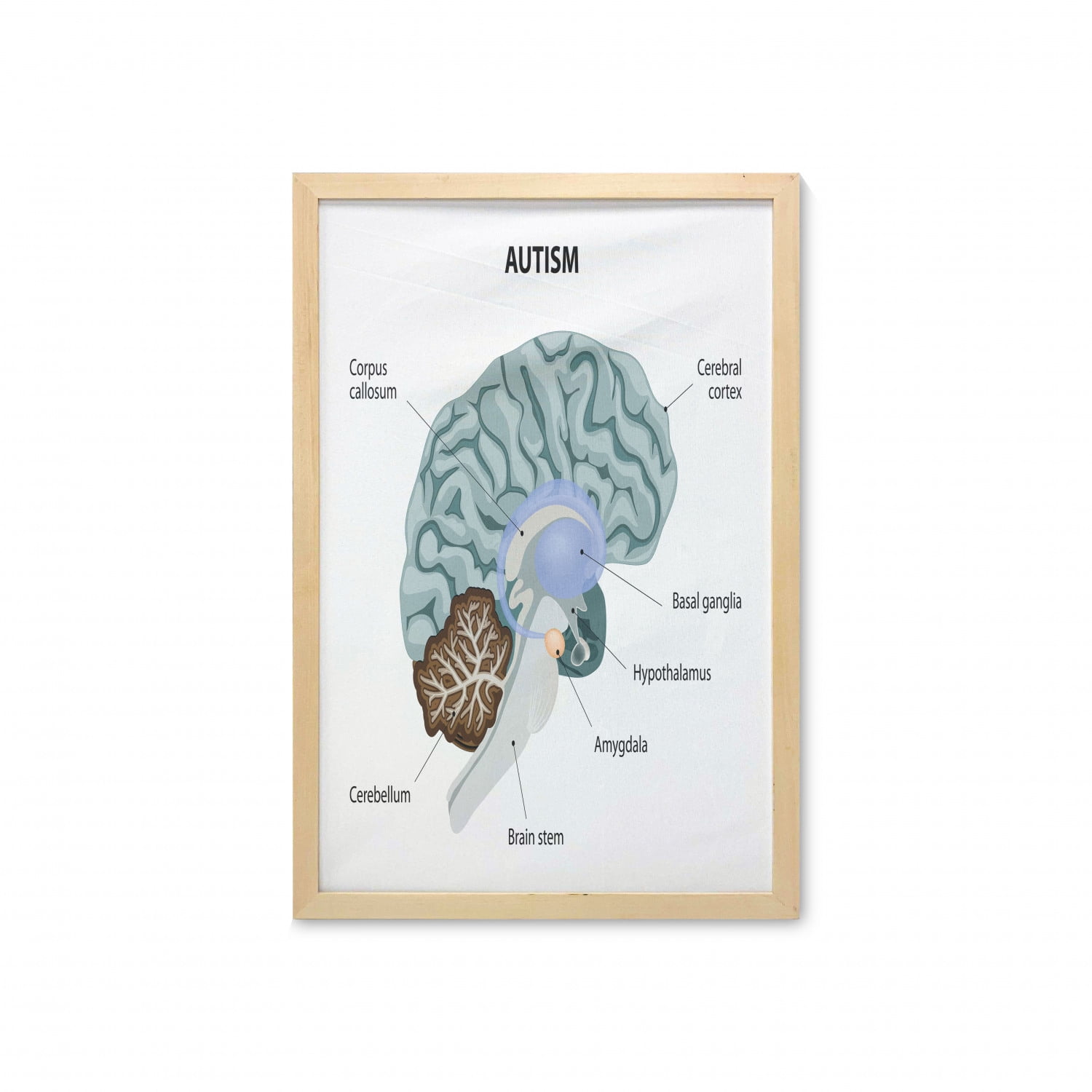 Living Human Brain
