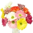 Artificial Real Touch Gerbera Barberton Daisy Stems (Set of 6 ...