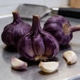 Garlic-(Bulbs For Planting) - Premium Garden Stakes Perfect for Borders ...