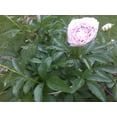Glamos Heavy Duty Galvanized Steel Wire Plant Cage, 30 in. Peony ...