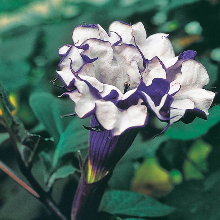 discounts for sale 30+Seeds - Double Purple Datura / Angel Trumpet ...