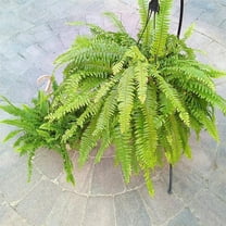 Blue Star Fern-Assorted-Air Purifying Indoor Plant 6" Pot - Walmart.com