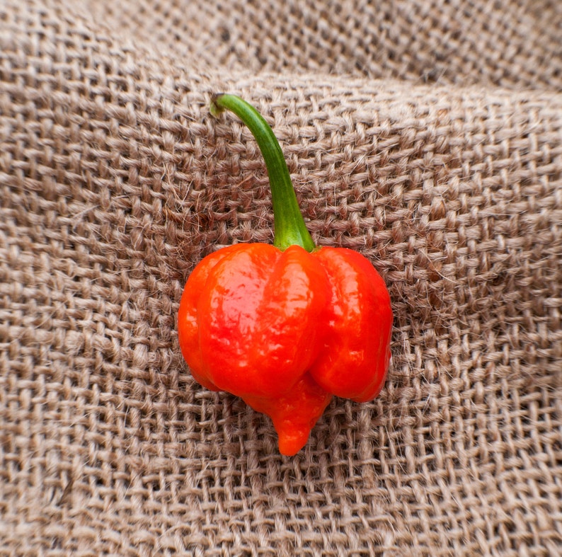 Moruga Variant Trinidad Scorpion Heirloom Pepper Premium Seeds Packet ...
