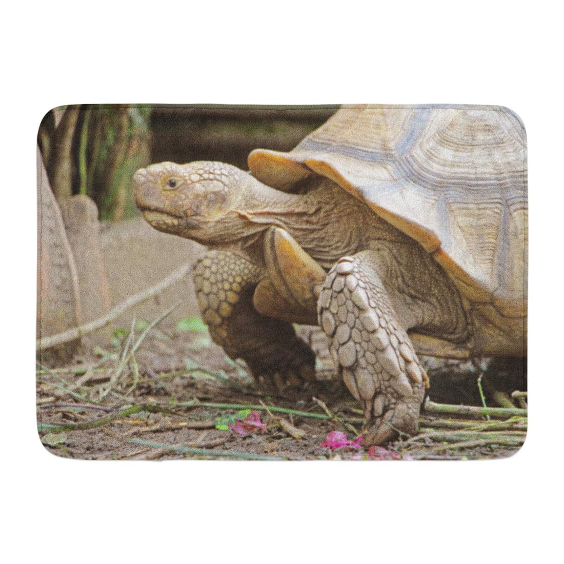 GODPOK African Spurred Tortoise Sunbathe and Resting on Sand Ground ...