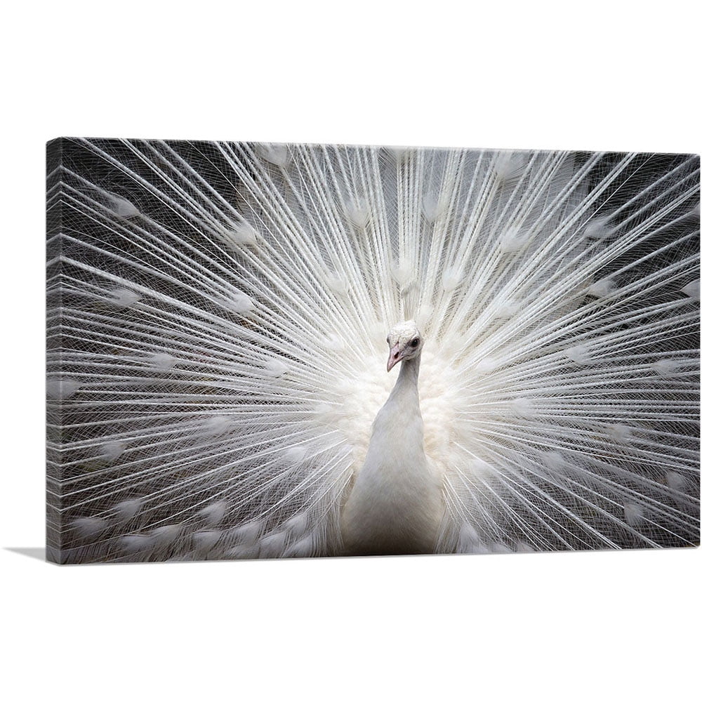 ARTCANVAS White Peacock Home decor Canvas Art Print - Size: 26" x 18" (1.50" Deep) - Walmart.com
