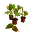 Philodendron Micans Heart Leaf Philo hederaceum, 2 inch Set of 3, Tiny ...
