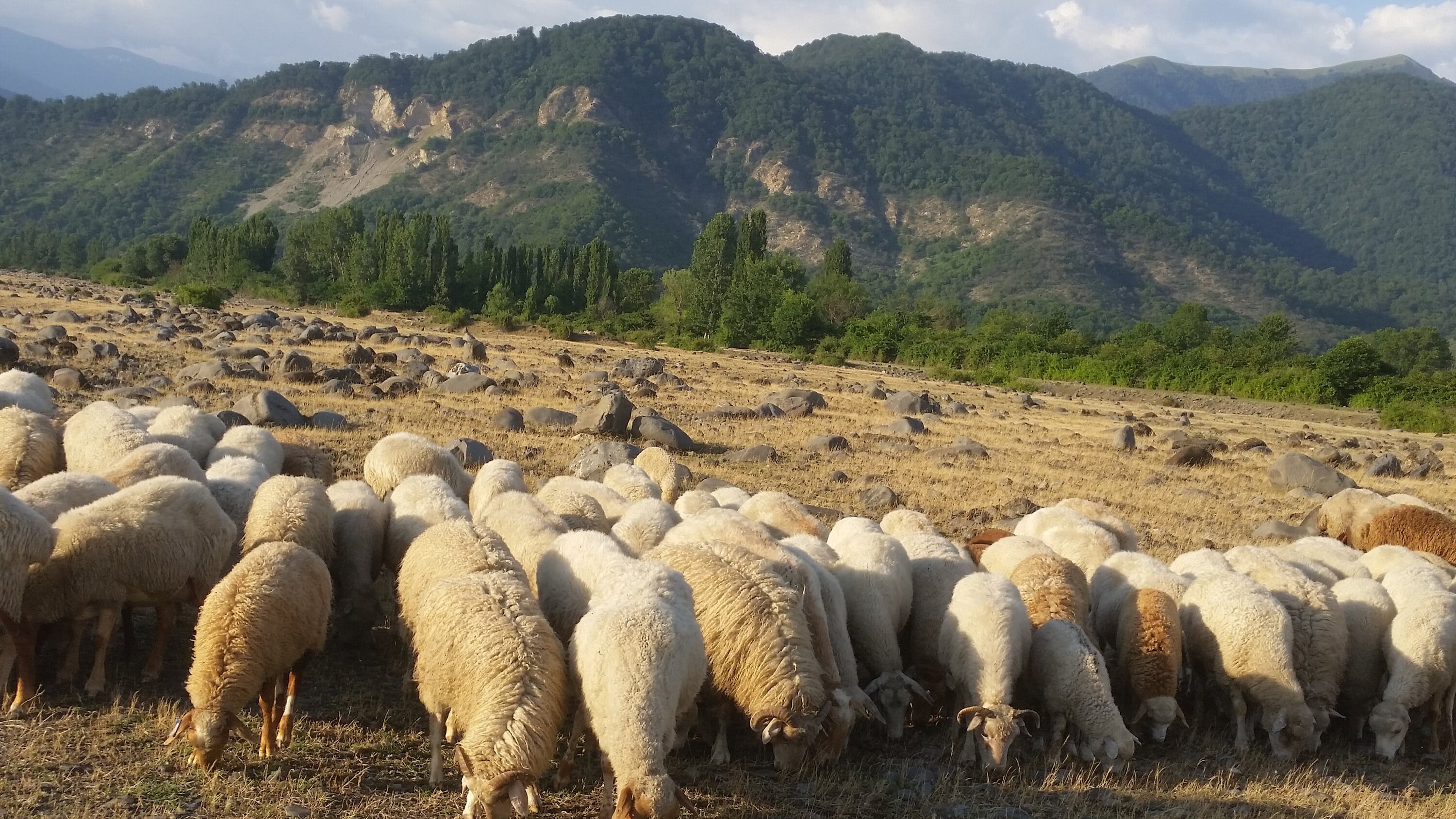 10 lb Hand Washed Natural Wool From Mountain Located Farm Grass Feeded ...