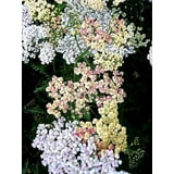 500 Mixed Summer Yarrow Achillea Millefolium Herb Flower Seeds ...