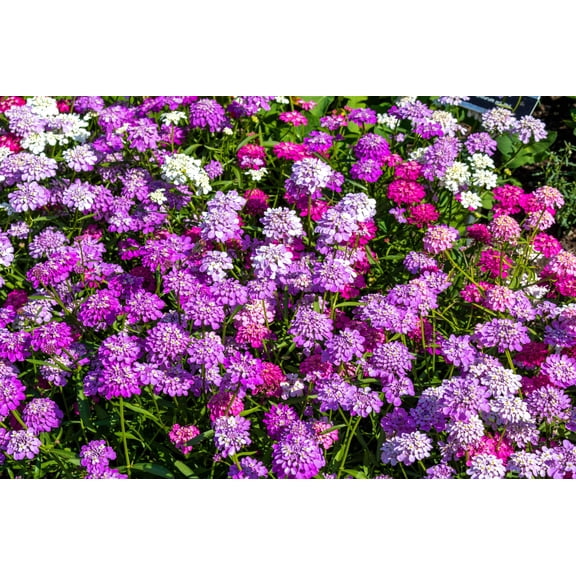 Seedville USA 50 Mixed Colors Veronica Sightseeing Mixture, Pink ...