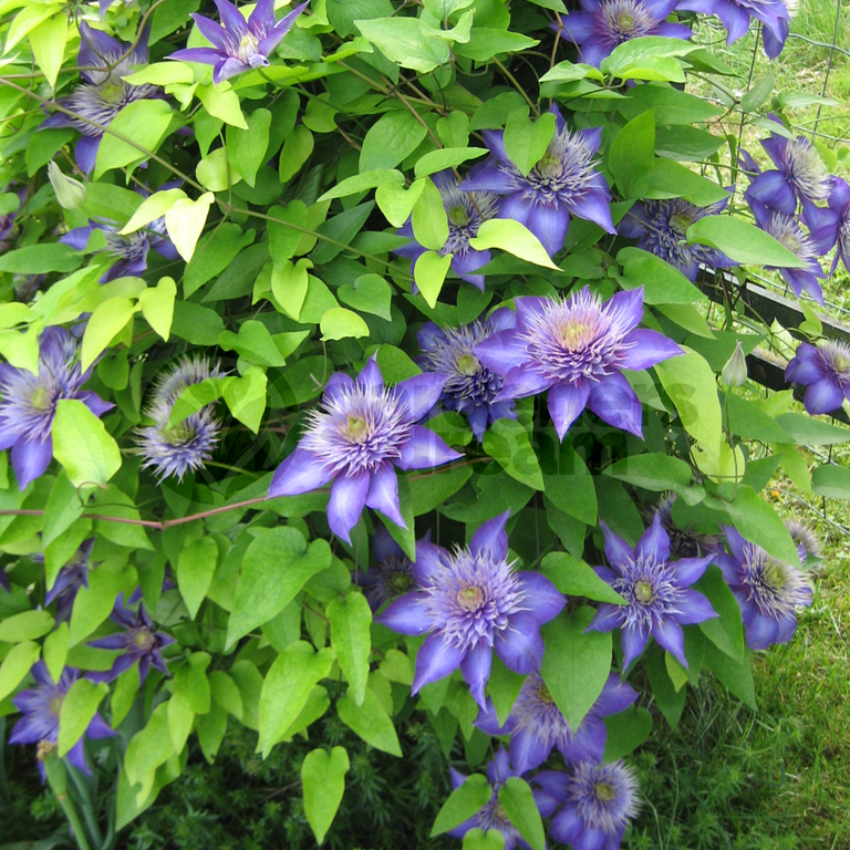 Blue Clematis