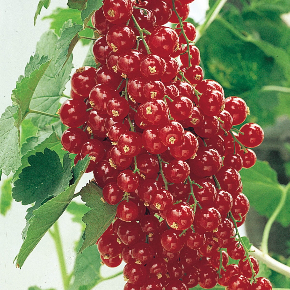 Red Lake Currant (Ribes) Dormant Bare Root Starter Fruiting Plant (1 ...