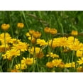 250 GOLDEN MARGUERITE DAISY Dyer's Yellow Chamomile Anthemis Tinctoria ...