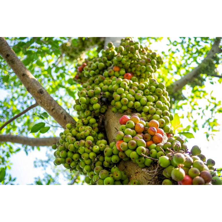 500 Ficus racemosa Tree Seeds, Cluster Fig Tree Seeds, Indian Fig Tree ...