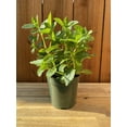 Mint Plant, Growing Inside 4" Nursery Pot, Spearmint, Fragrant and Flavorful Herb, Live Plant ...