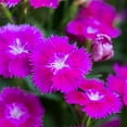 Dianthus Floral Lace Series Flower Seeds - Lilac - 100 Seeds - Annual ...