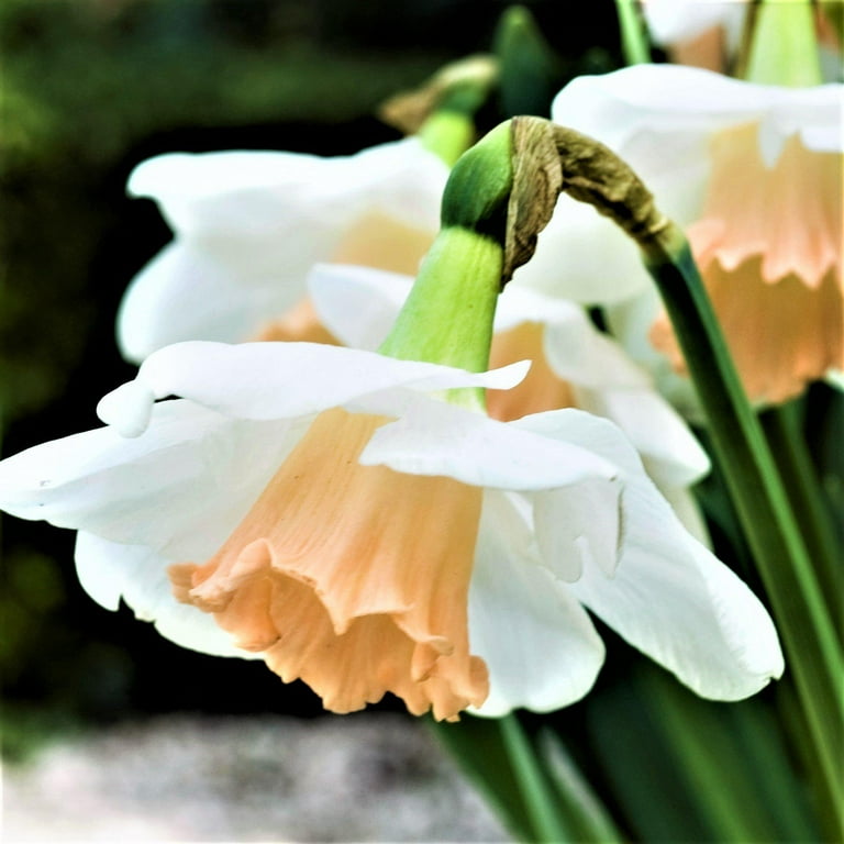 Narcissus Flower Colors