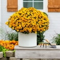Expert Gardener 12 Inch Orange Chrysanthemum Live Fall Plant 3.0QT ...