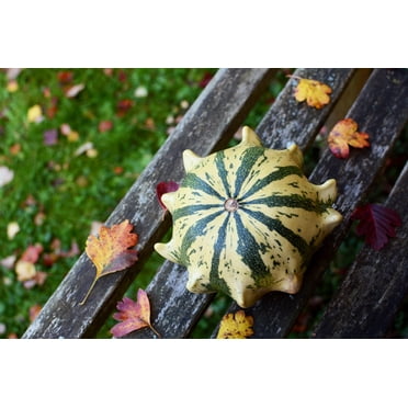 25 Seeds TEN COMMANDMENTS GOURD Mix Crown of Thorns Mixed Colors ...