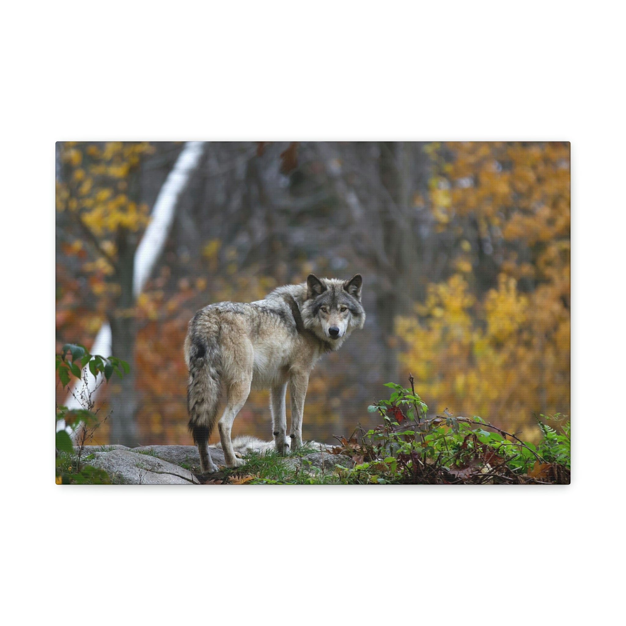 Majestic Wolf Art Majestic Wolf Print Animal Wall Art Wildlife Canvas ...