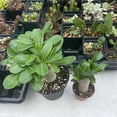Brilliant Desert Rose Planting-Horticulture-Professional-(Non ...