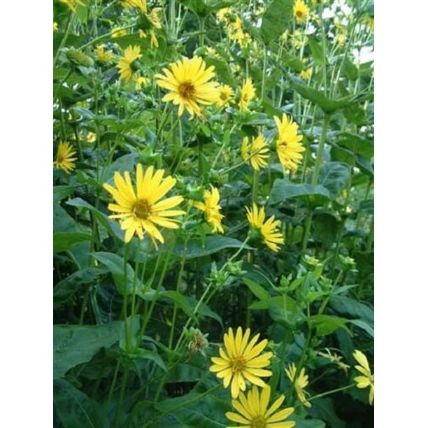 10 Yellow COMPASS PLANT Silphium Laciniatum Prairie Compassplant 4 ...