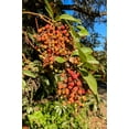 10 PACIFIC MADRONE TREE Bearberry Red Arbutus Menziesii Oregon Laurel ...