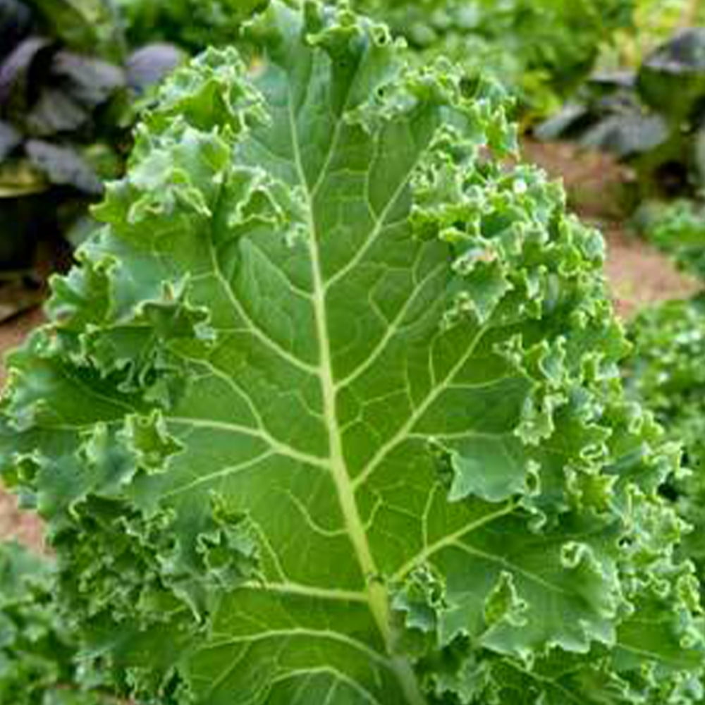 Organic Dwarf Blue Curled Scotch Kale - 500 mg ~125 Seeds - Organic ...