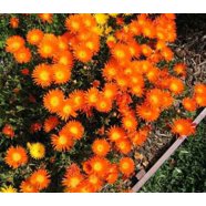 250 GOLDEN MARGUERITE DAISY Dyer's Yellow Chamomile Anthemis Tinctoria ...